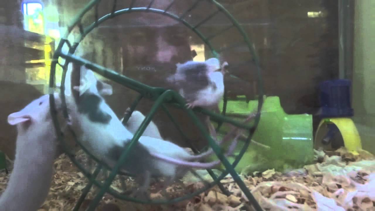 Baby Mice Playing on their Wheel - YouTube