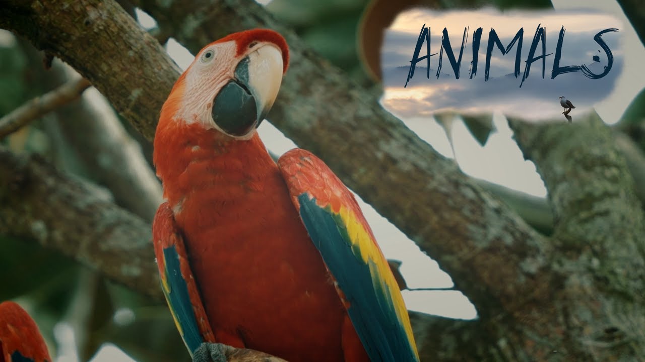 Scarlet Ara in the wild.Animals Of The World.Domestic and Wild Animals ...