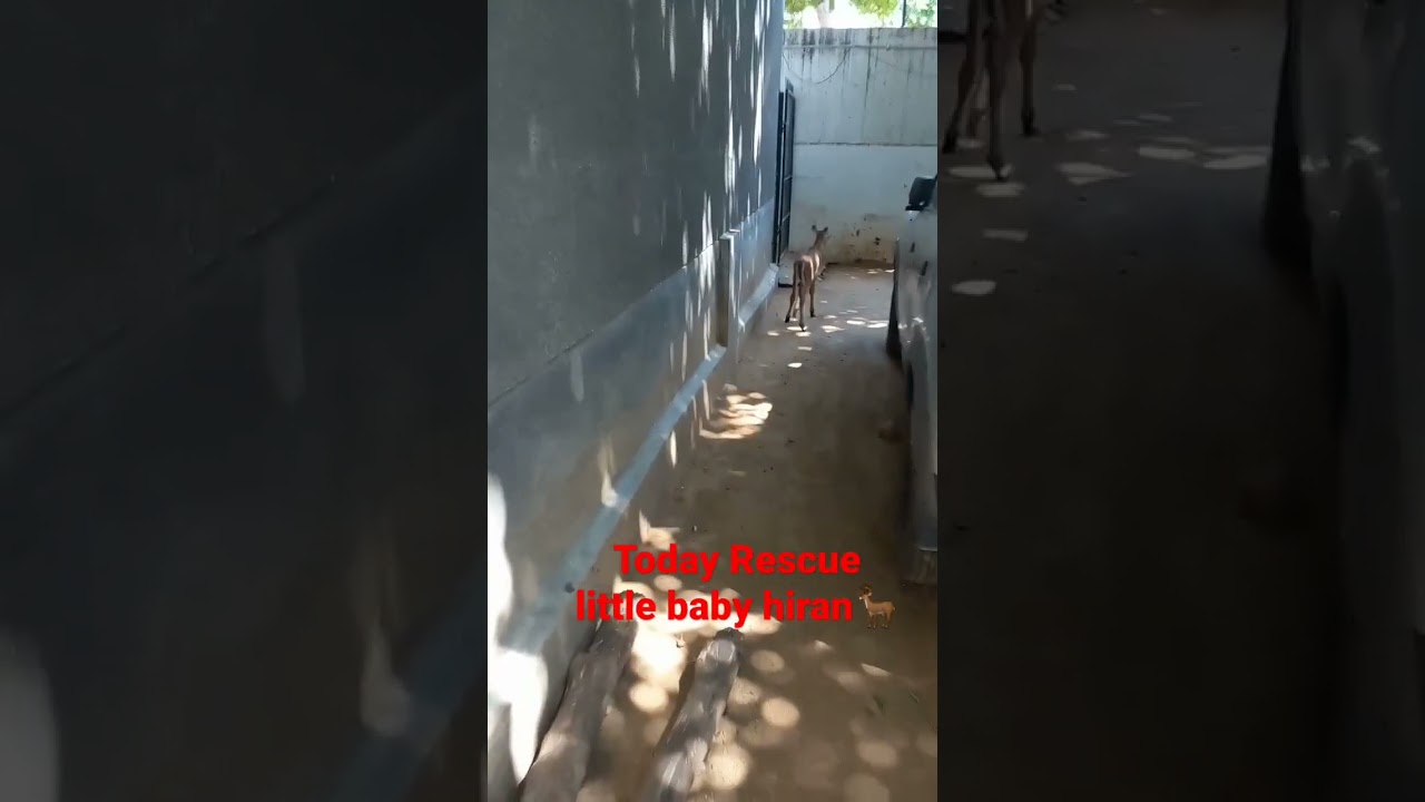 today Rescue little baby 🦌##@せんももあいしーCh Sen, Momo, Ai & Shii - YouTube