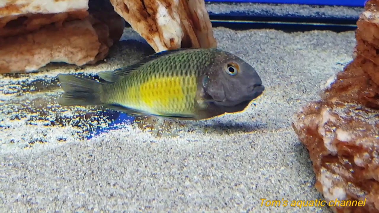 WC Tropheus moorii Kalambo HD - Tom's aquatic channel - YouTube