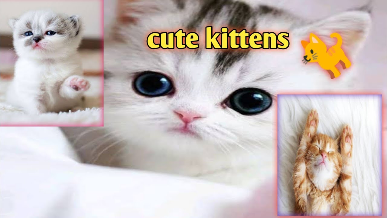 cute baby cats 🐈||baby kitten||baby kittes #1 - YouTube