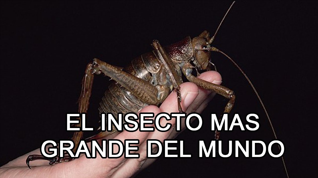 Weta gigante, el insecto mas grande del mundo - YouTube