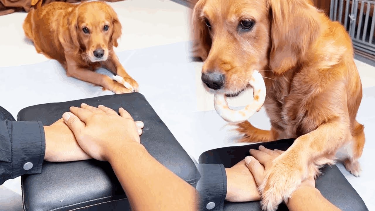 Funny Dog |Dogs have brothers across races! #cuihuastory #cute pet ...