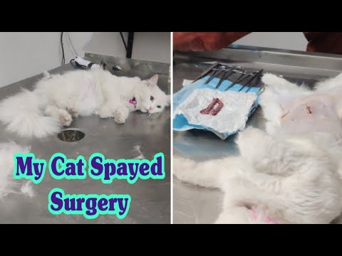 My Cat Spayed Surgery Vlog || What to do, How to Prepare || Why You ...