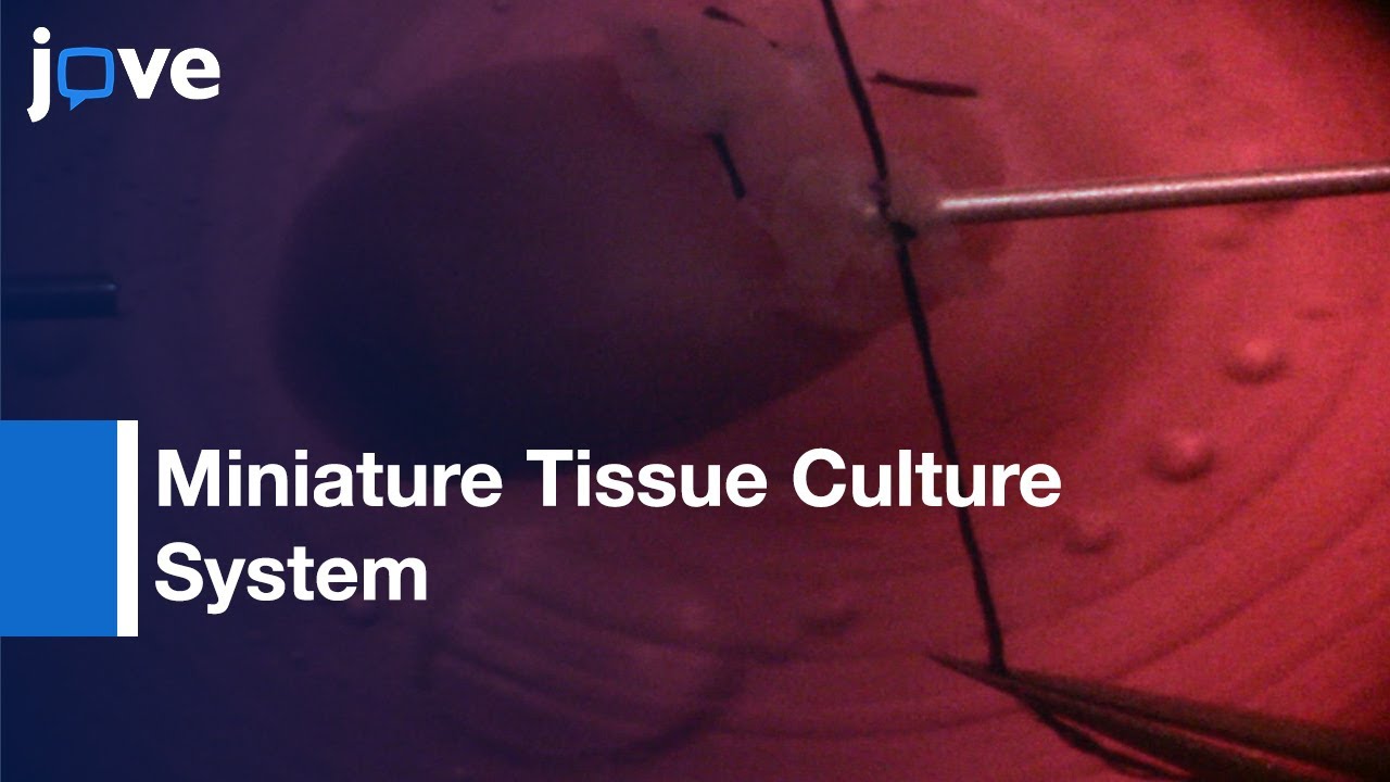Culturing Mouse Cardiac Valves In Miniature Tissue Culture System l ...
