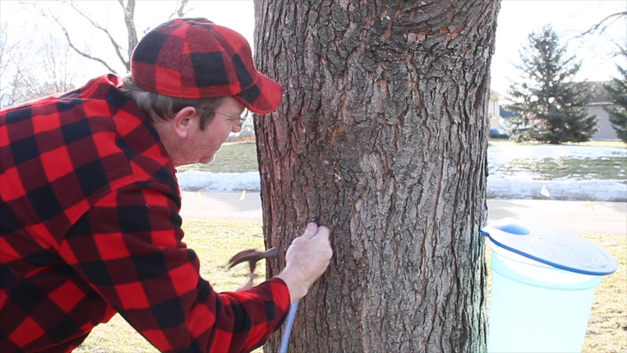 How to Tap a Tree in 1 Minute - YouTube