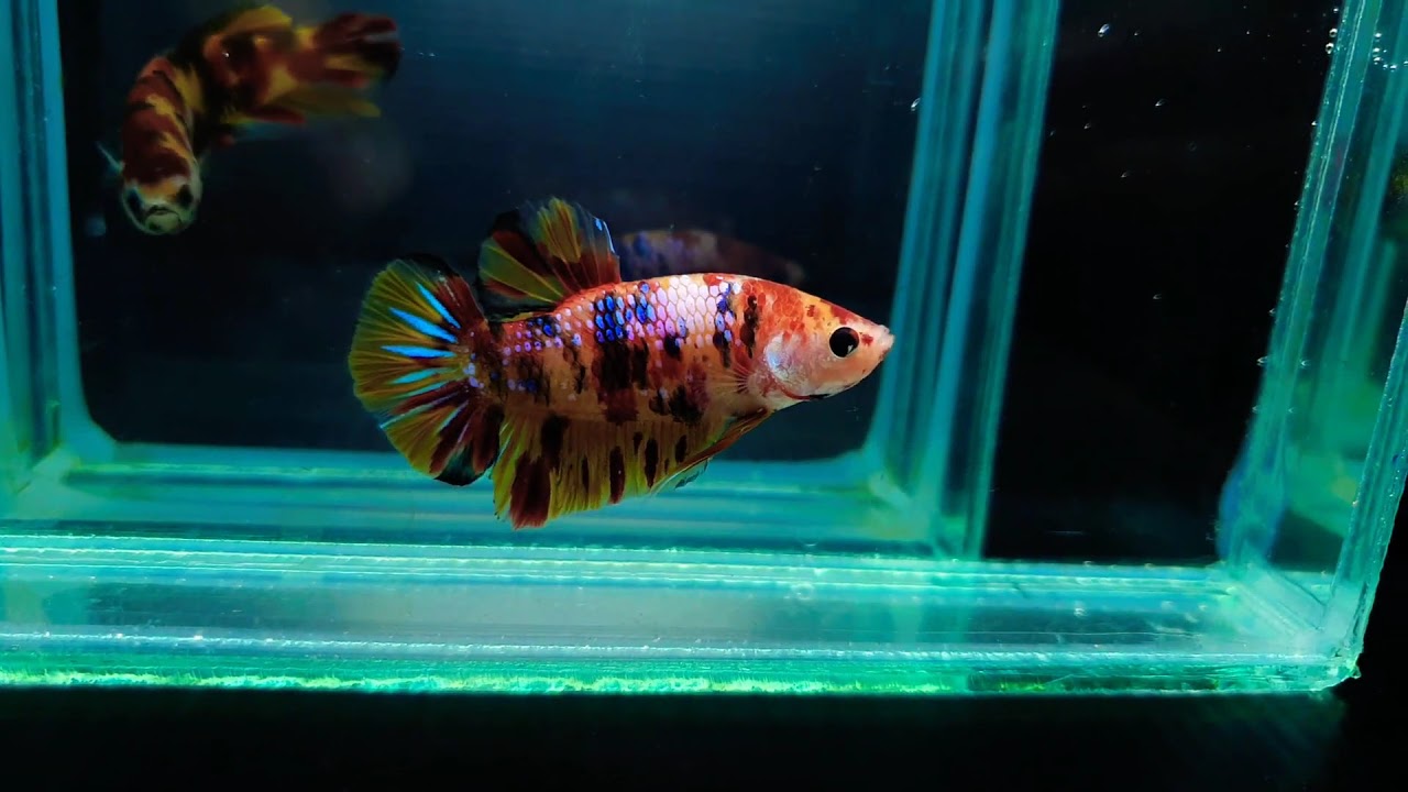 Nemo Galaxy - YouTube