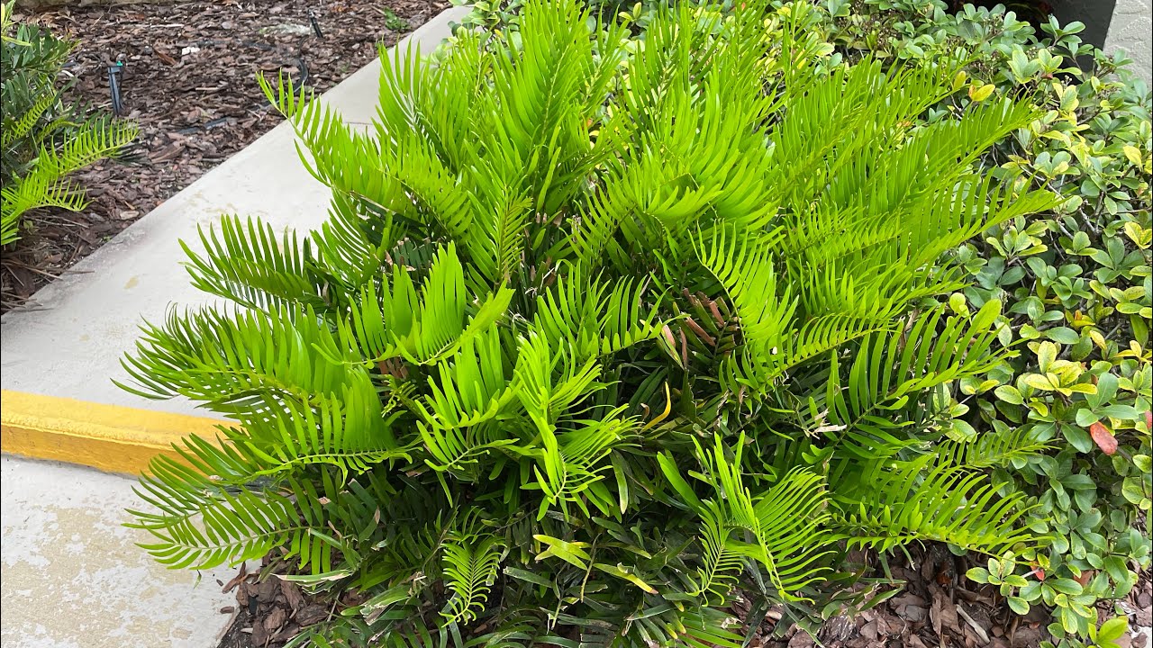 Coontie - Zamia integrifolia - A beautiful Florida native Cycad - YouTube
