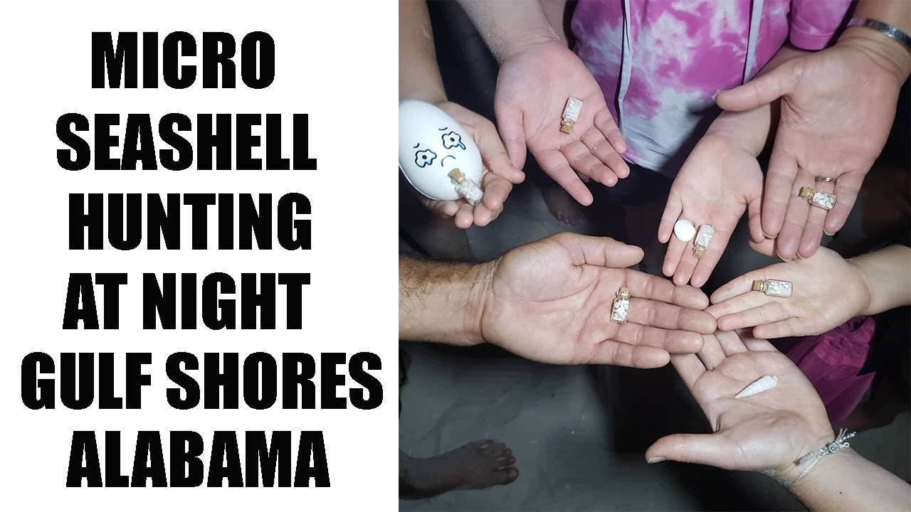 Micro Seashell Hunting At Night In (Gulf Shores) Alabama - YouTube