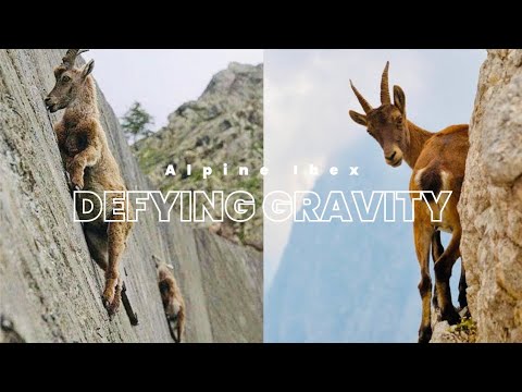 Alpine Ibex gravity-defying goat.#climber #animals - YouTube