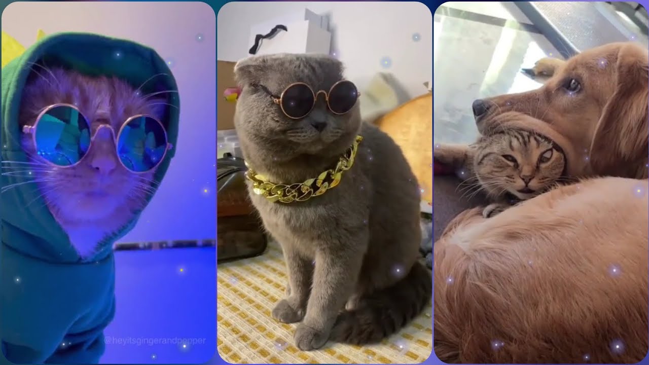 Gatos y Perros Tiernos y Divertidos!!!😂- Para reír todo el día - YouTube