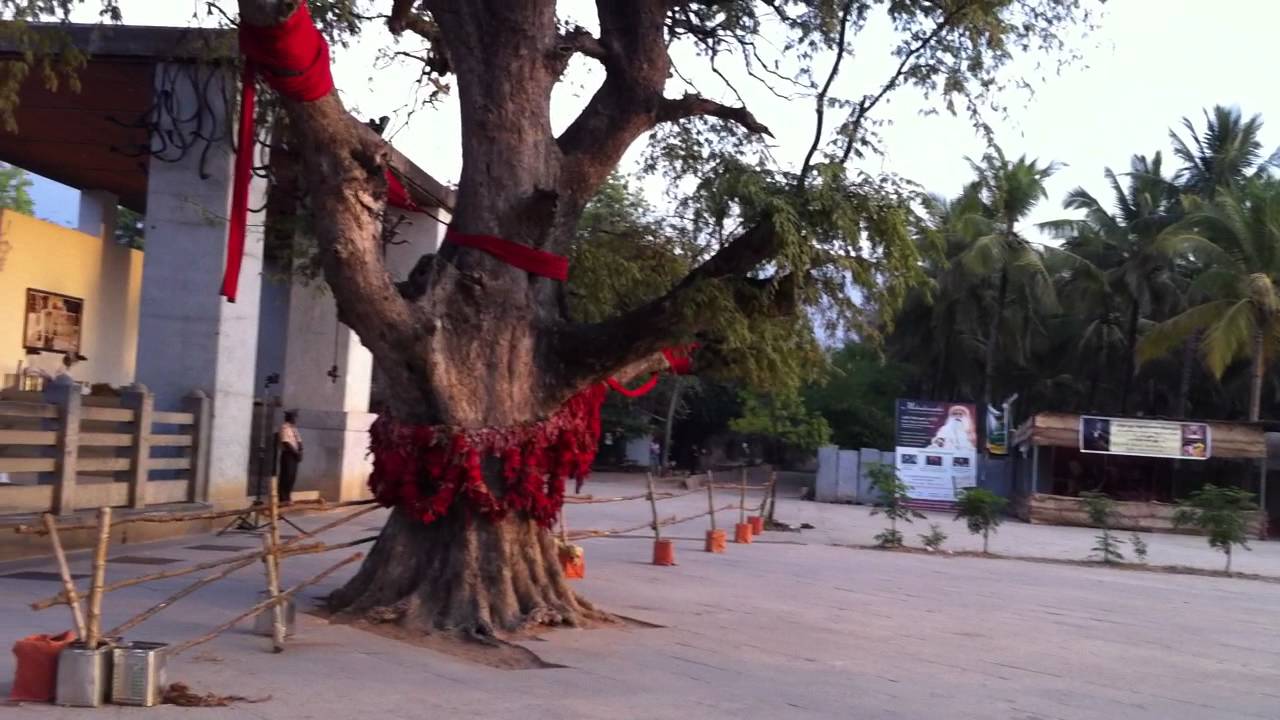 The Bull at the Isha Yoga Center - Coimbatore (312) - YouTube
