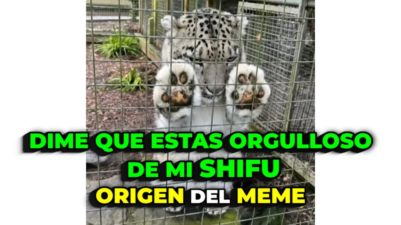 DIME QUE ESTAS ORGULLOSO DE MI SHIFU ORIGEN del MEME El Audio Viral de ...