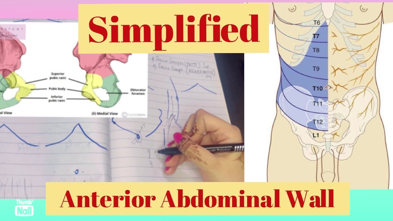 Anterior Abdominal Wall | Fascia | Cutaneous Nerves Vessels | Camper ...