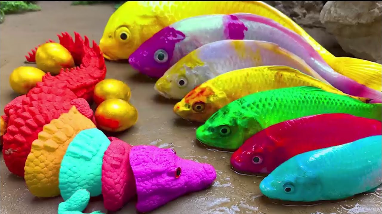 new amazing videos for fish and others animals_ #shortsfeed #fishvlogs ...