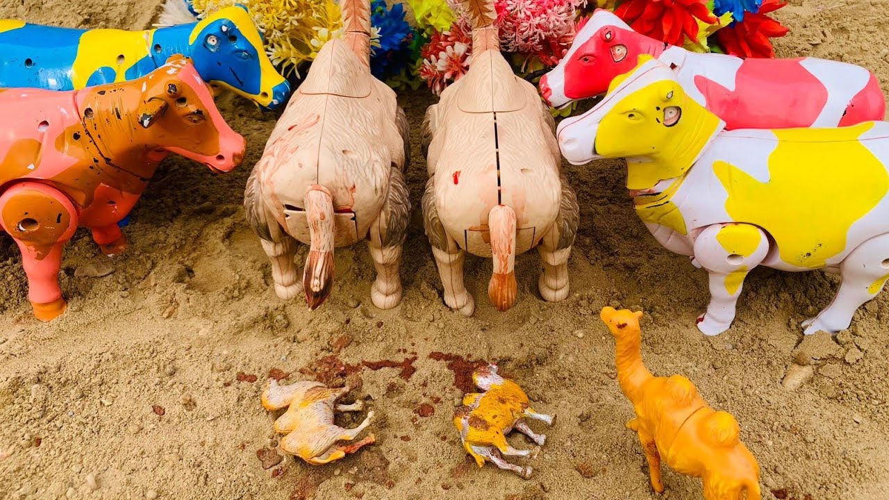 Wadidau!!!proses!!!potong!!!sapi!!!Unta!!!Truk!!!oleng!!!Unta!!!part 65 ...