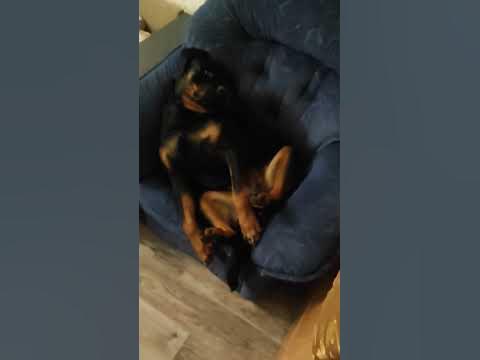 Босс отдыхает 😅 #собака #собаки #ротвейлер #dog #live #shorts # ...
