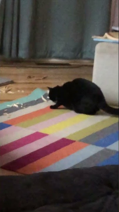 Cat on catnip - YouTube