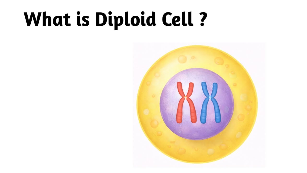 What is Diploid Cell ? - YouTube