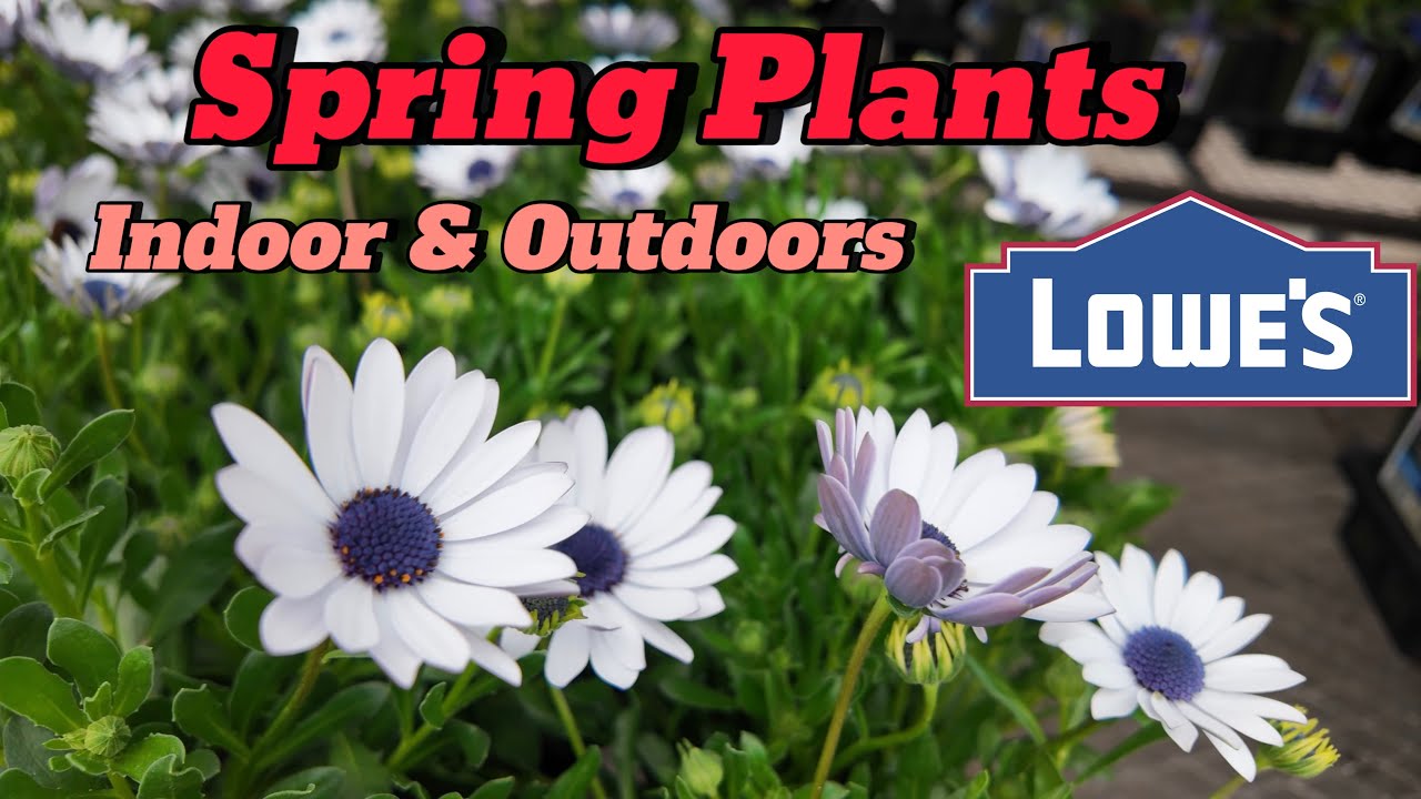 Indoor & Outdoor Plants for Spring | Lowe’s - YouTube