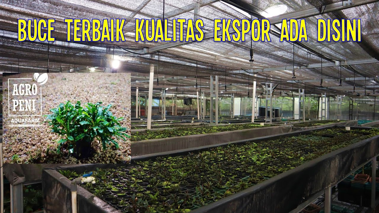 Visit Farm Bucephalandra Terbesar dengan Produksi Fantastis | Agropeni ...