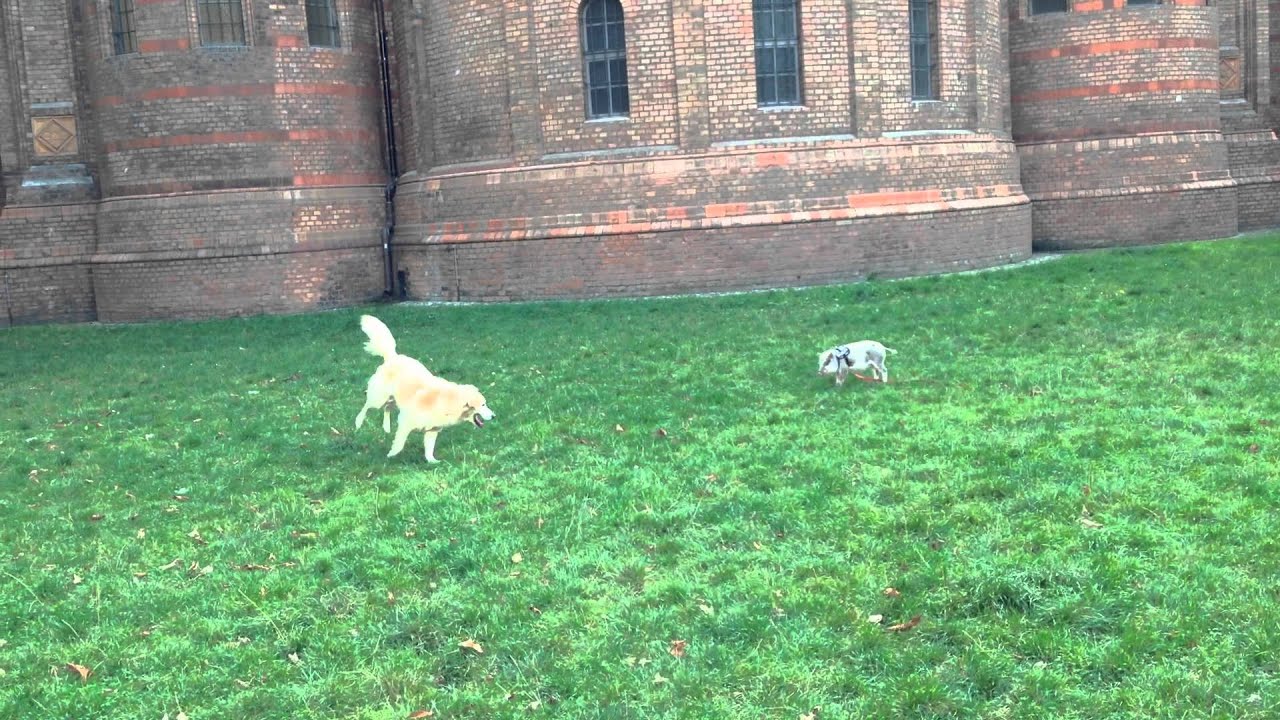 Mini Pig chasing big dog :) - YouTube
