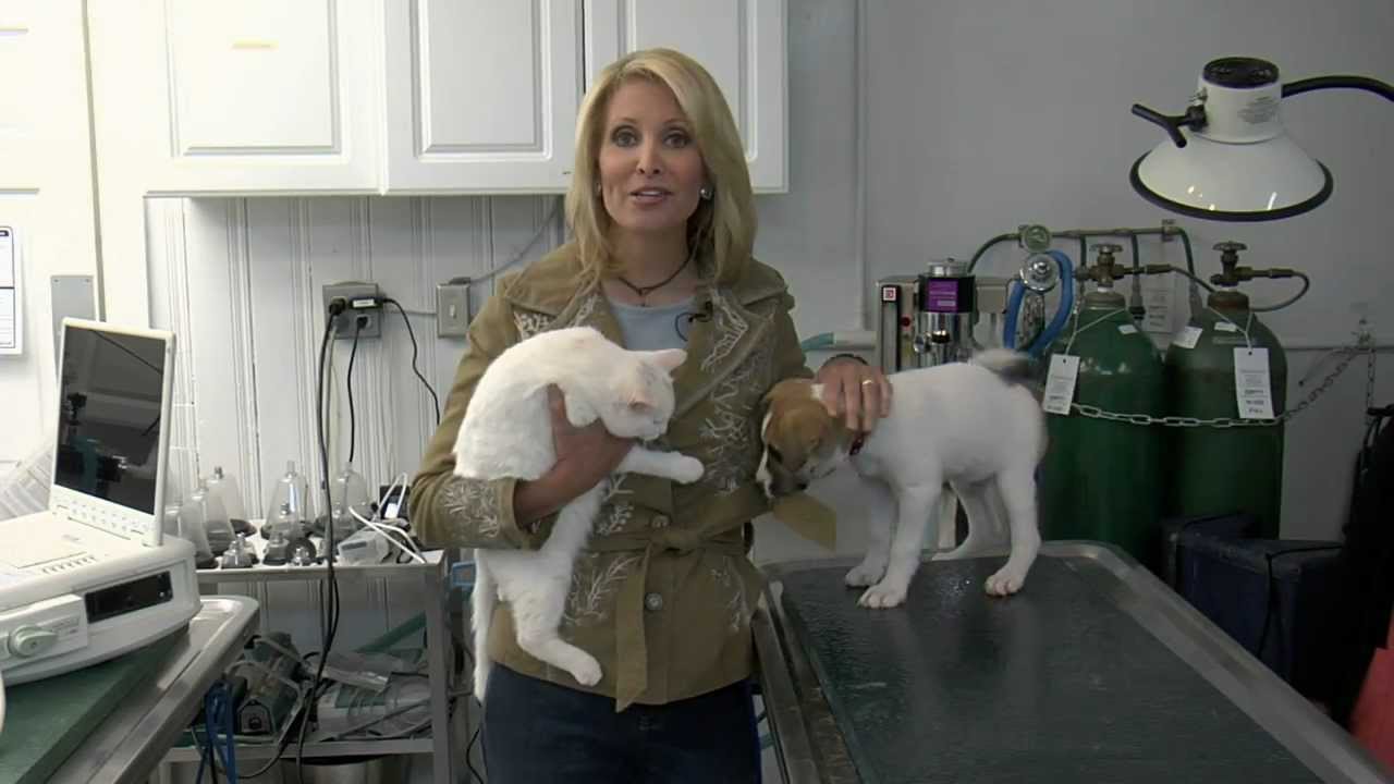 Pets and Pollen. Heather Tesch. The Weather Channel. - YouTube