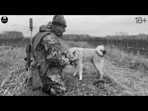 Кабан разорвал собаку! Охота на кабана и косулю со зрителями.