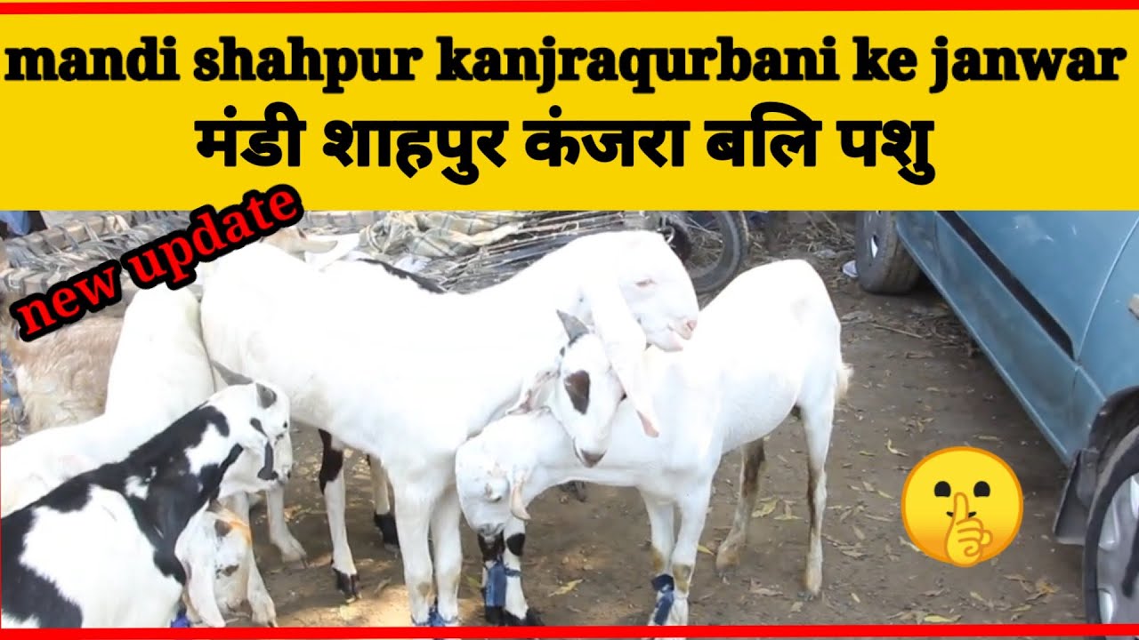 mandi sha pur kanjara // new update //Wednesday Update Lahore Bakra ...