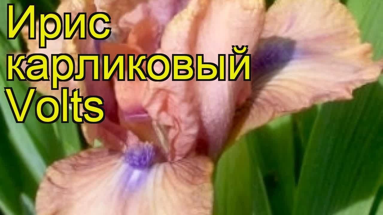 Ирис карликовый Вольт. Краткий обзор, описание характеристик, где ...