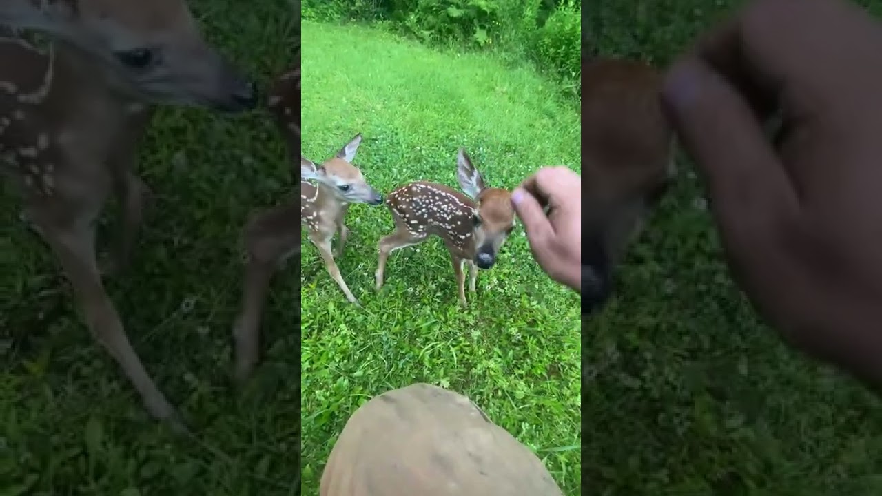 Wild New Hampshire baby Deer run over to me and let me pet them - YouTube