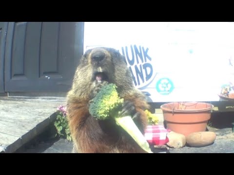 Chunk & Libby Almost Meet! Chunk Land S6:E6