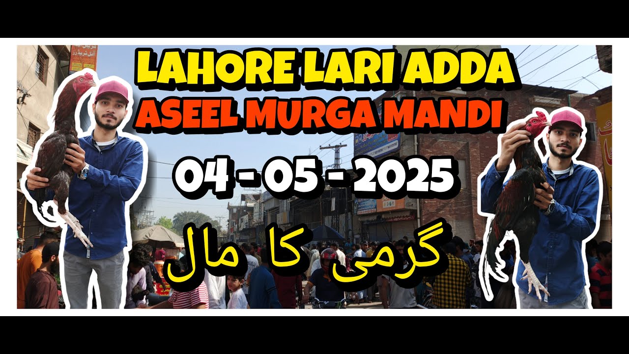 Lahore Aseel Murga Mandi || Lahore Lari Adda Aseel Murga Mandi 2025 ...