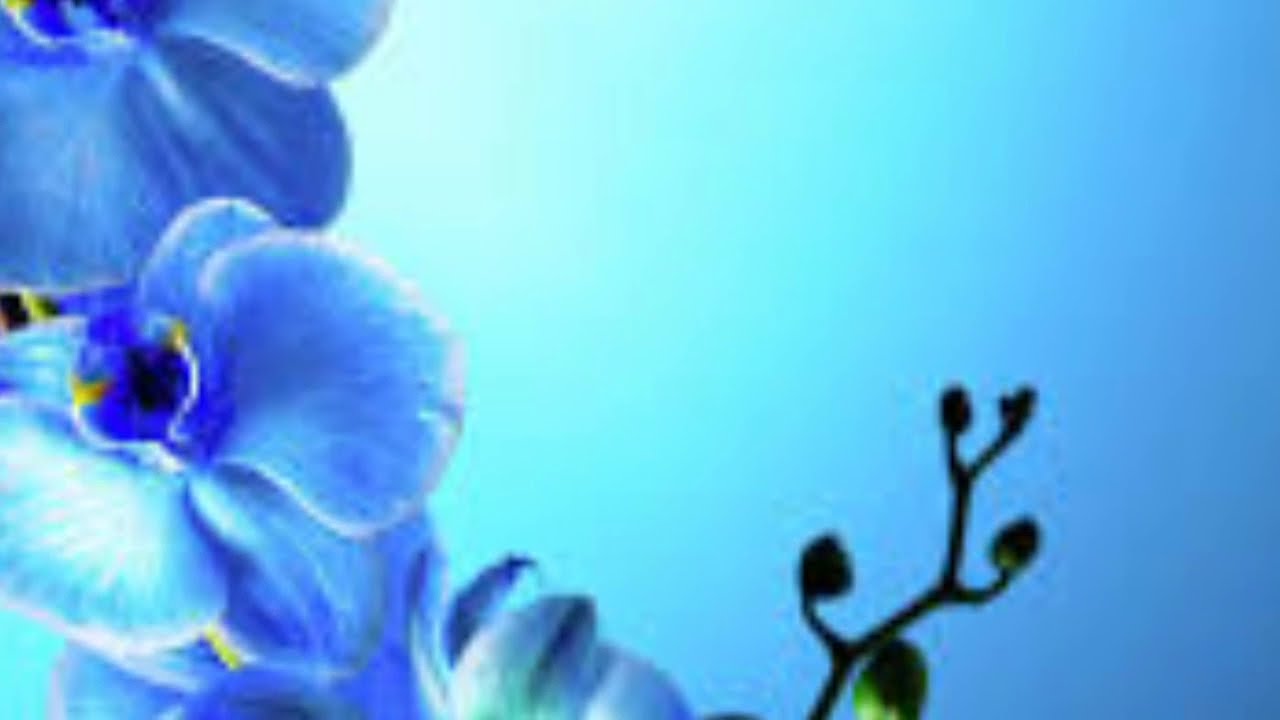 BUNGA ANGGREK BIRU POP MANDARIN INDONESIA - YouTube