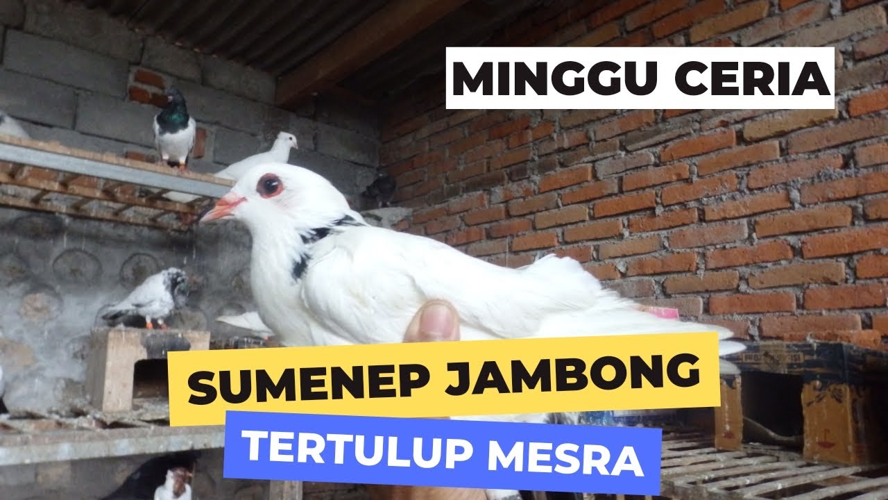 Bandangan Sumenep Jambong Merpati Getakan Lombok Tertutup dengan Mesra ...