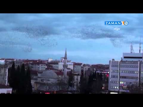 Kuşların ezanla başlayan gösterisi büyüledi