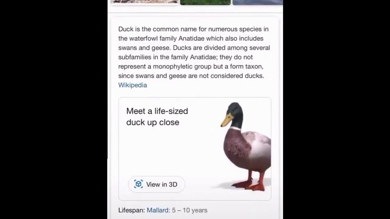 Meet a life-sized duck up close - YouTube
