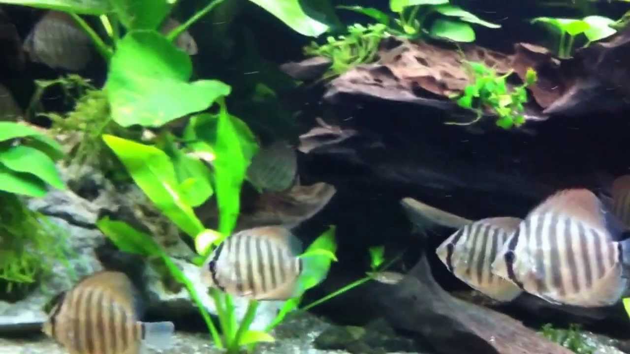 Juvenile Discus (1) - YouTube