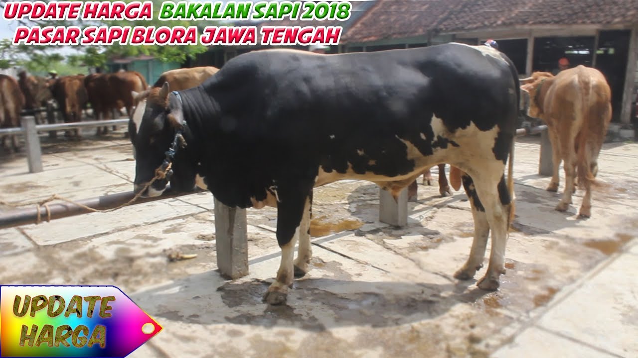 Update Harga Bakalan Sapi Super di Pasar Sapi Blora Jawa Tengah - YouTube