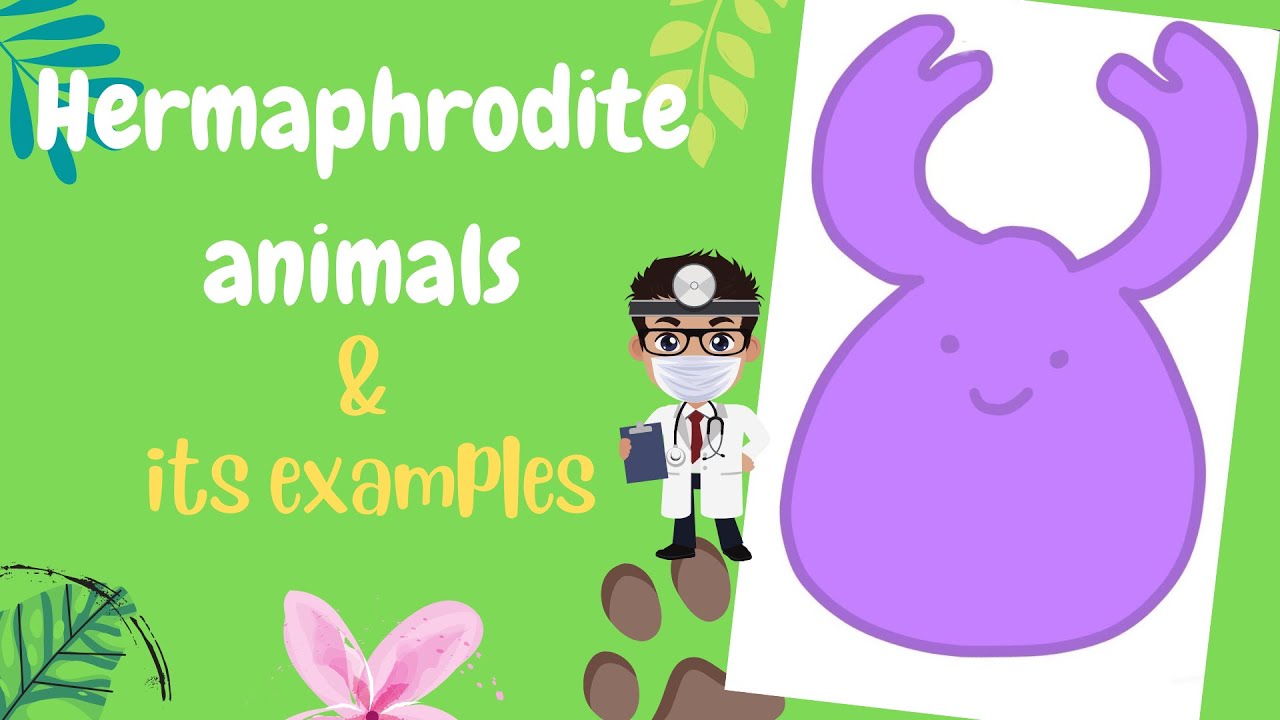 Trick to learn Hermaphrodite Animals & its examples/NEET 2022/NEET2023 ...