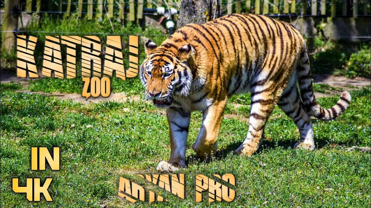 Katraj Rajiv Gandhi zoo Full visiting and tour all animals in 4k Zoo ...