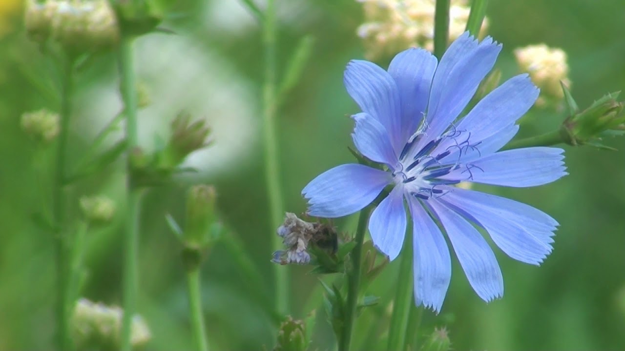 Common chicory, birds singing, relaxing nature sounds - YouTube