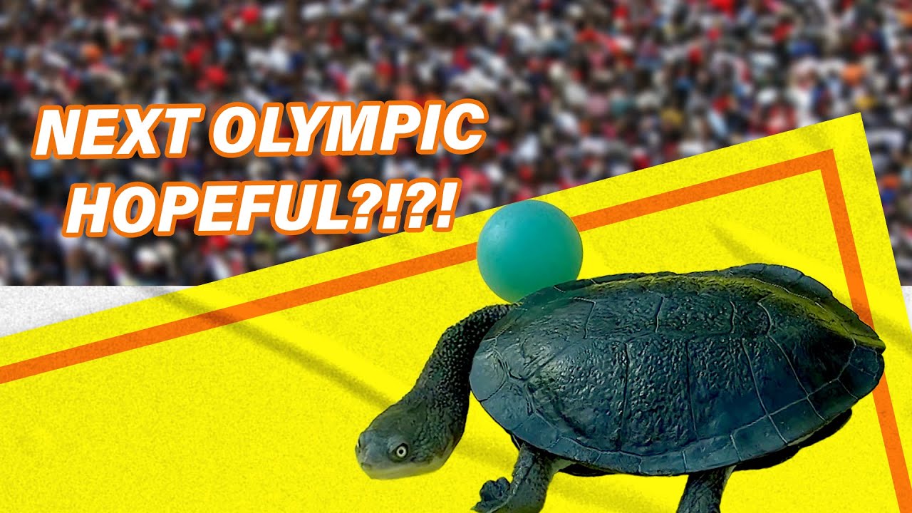 This turtle can do GYMNASTICS?!? Turtle Town Olympics | What Now? - YouTube