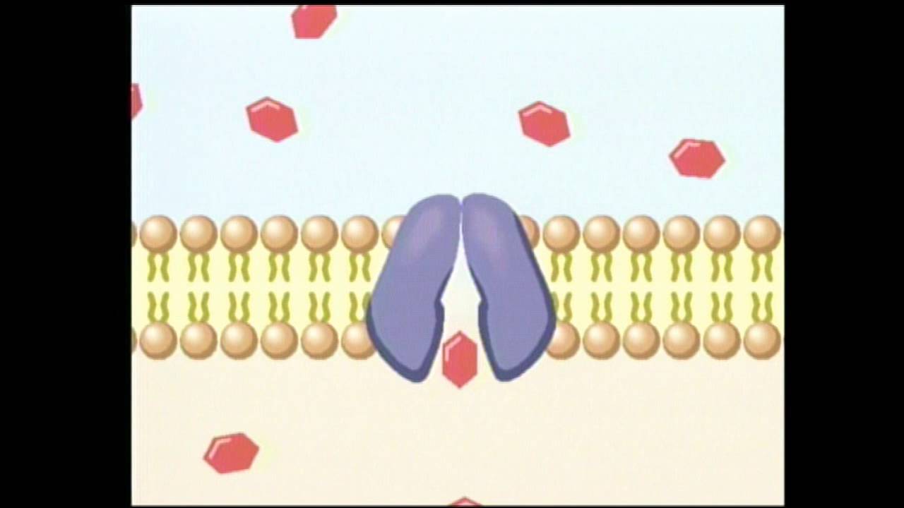 Animated Biological Processes 1 - YouTube