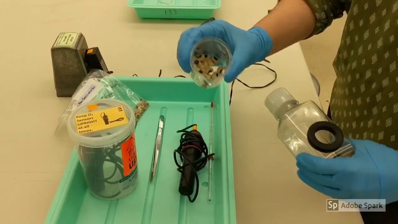 Cellular Respiration Experiment Part 1 - YouTube