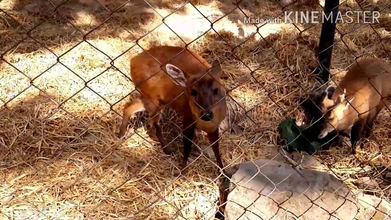 Malsi Deer Park Dehradun - YouTube