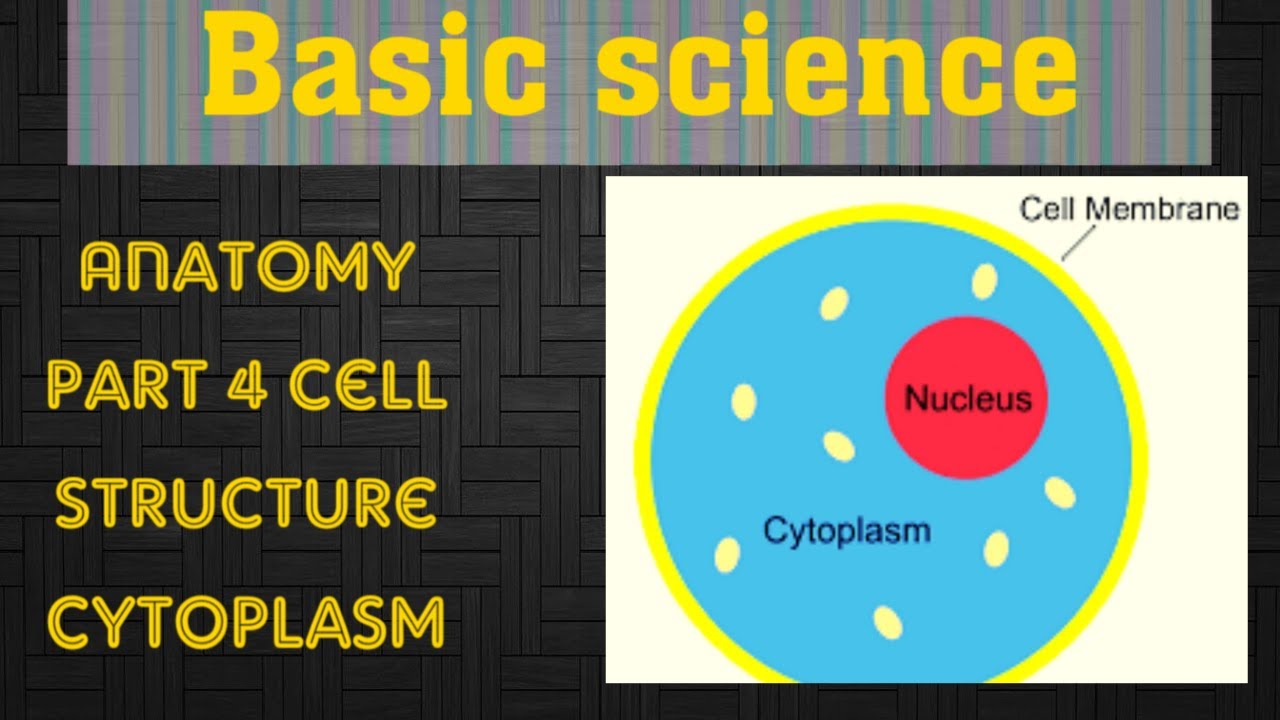 Structure of cell (cytoplasm) - YouTube