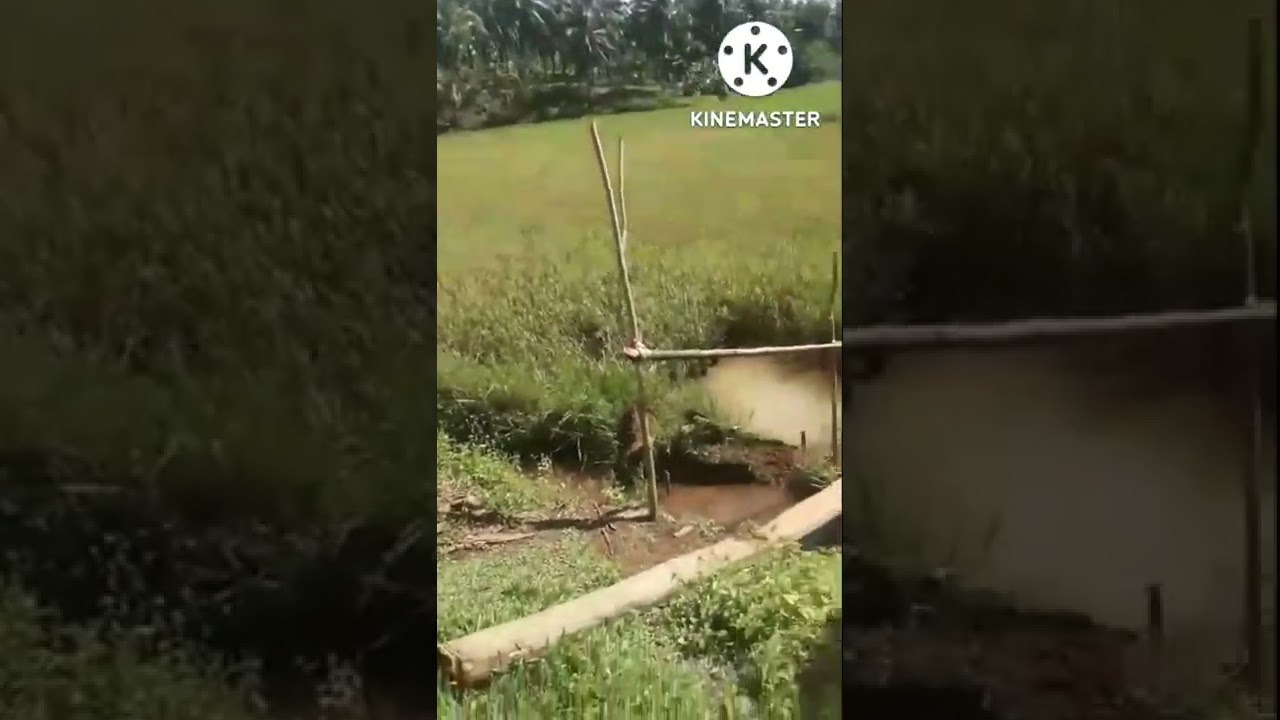 KINSAY MOTABANG OG HARVEST SA HUMAY.. KANANG WILLING MAPAAKAN OG ...