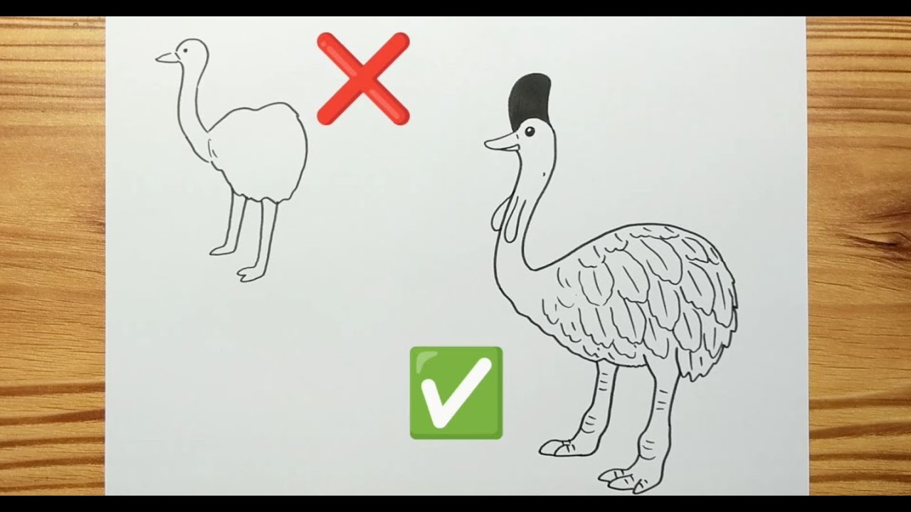 How to draw A CASSOWARY Easy for kids - YouTube