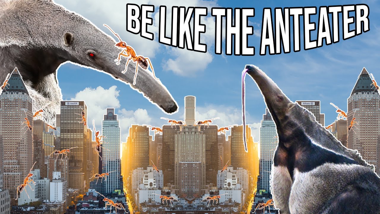 What Can We Learn from the Anteater Diet? - YouTube